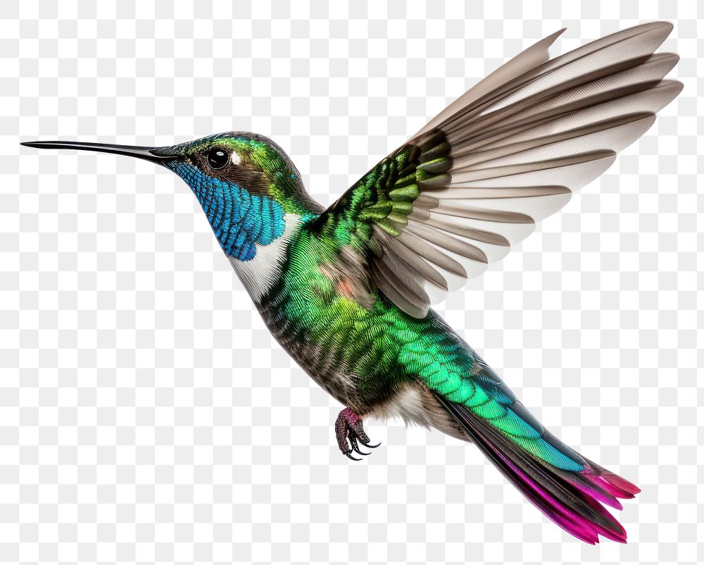 PNG Standing hummingbird animal wildlife | Free PNG - rawpixel