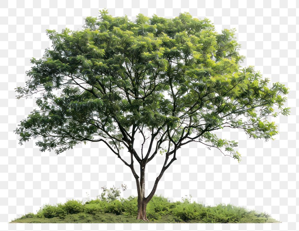 PNG Isolate Trees tree plant | Free PNG - rawpixel