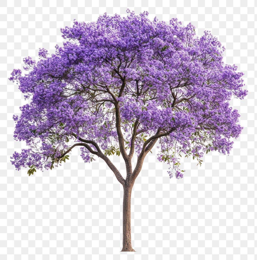 PNG Real blooming Jacaranda tree | Premium PNG - rawpixel