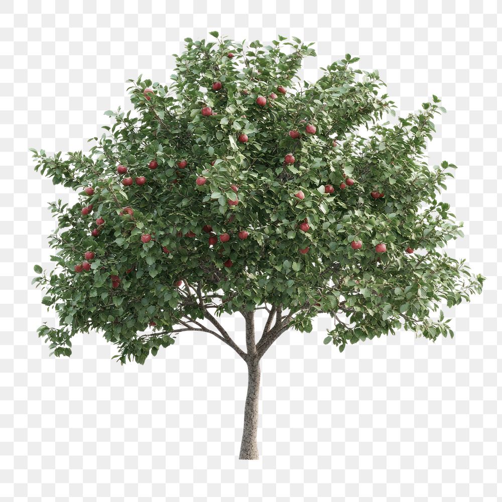 PNG Real big apple tree | Free PNG - rawpixel