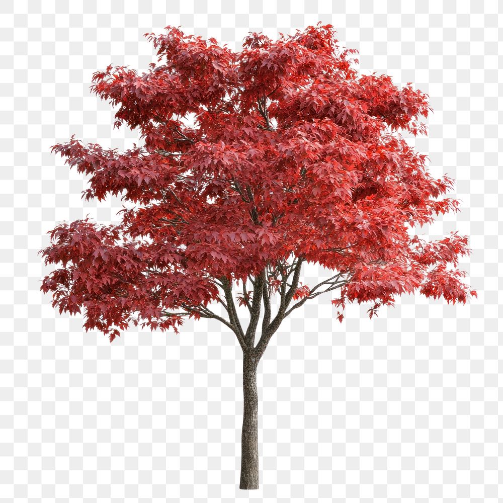 PNG Real Japanese maple tree | Free PNG - rawpixel