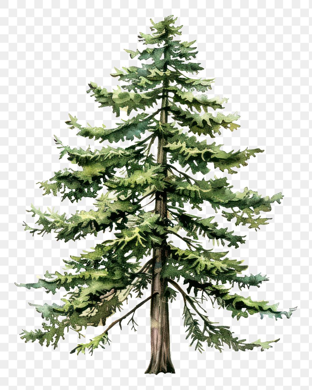 PNG An isolated forest tree | Free PNG - rawpixel