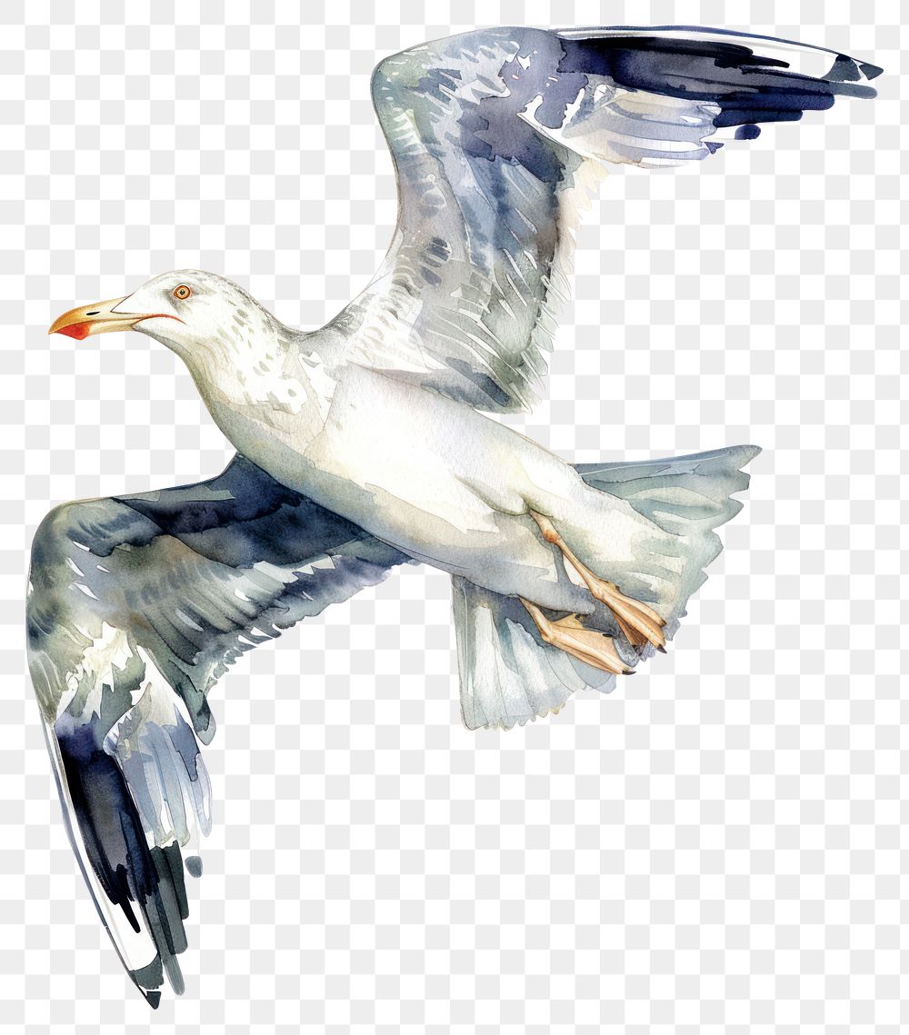 PNG An isolated flying seagull | Free PNG - rawpixel