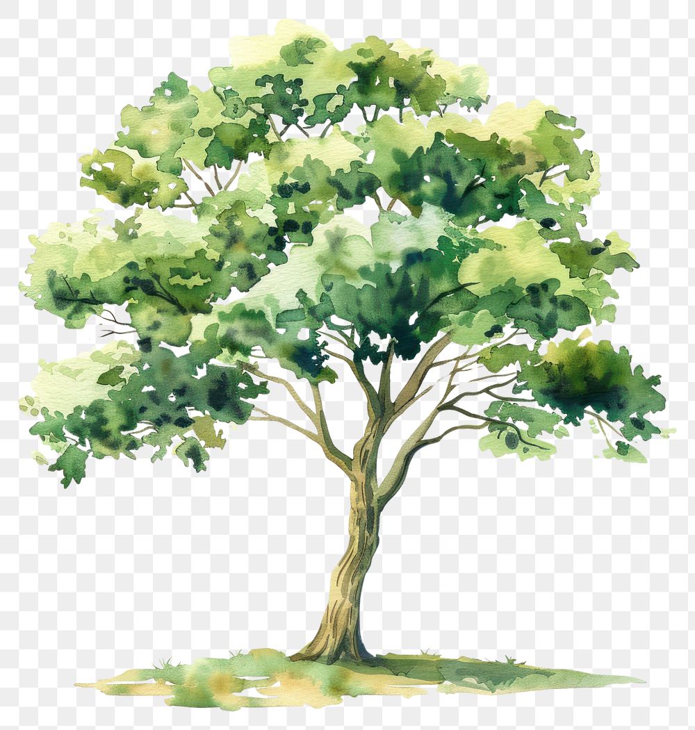 PNG An isolated tea tree | Premium PNG - rawpixel