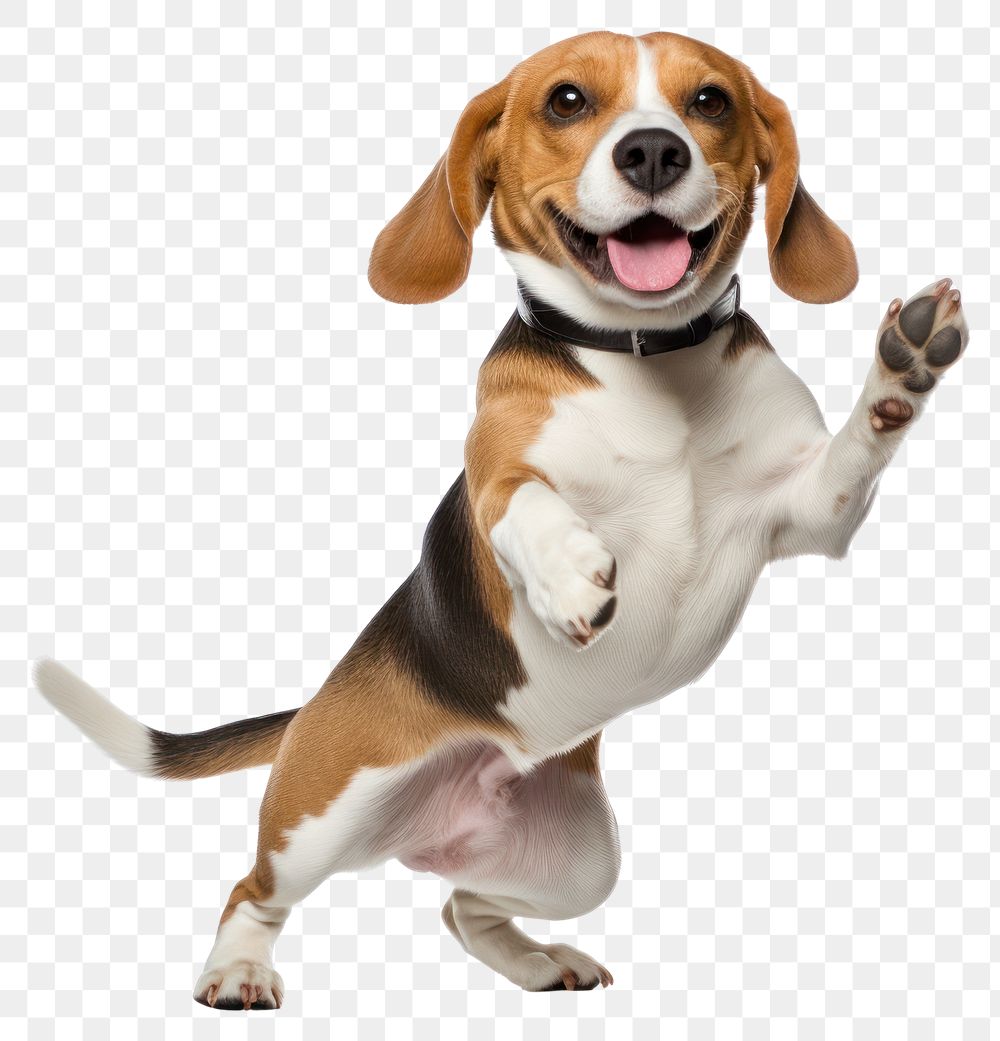 PNG Happy smiling dancing beagle | Free PNG - rawpixel