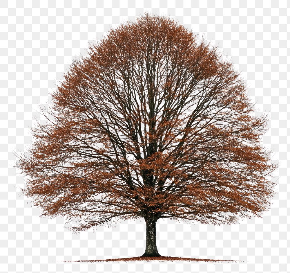 Beech Tree Silhouette Images | Free Photos, PNG Stickers, Wallpapers ...