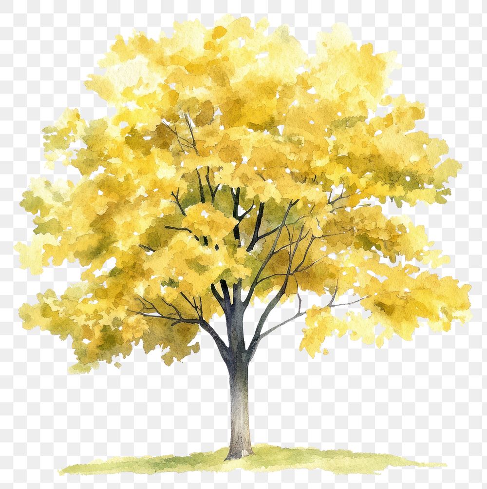 PNG Yellow sycamore autumn tree | Free PNG - rawpixel
