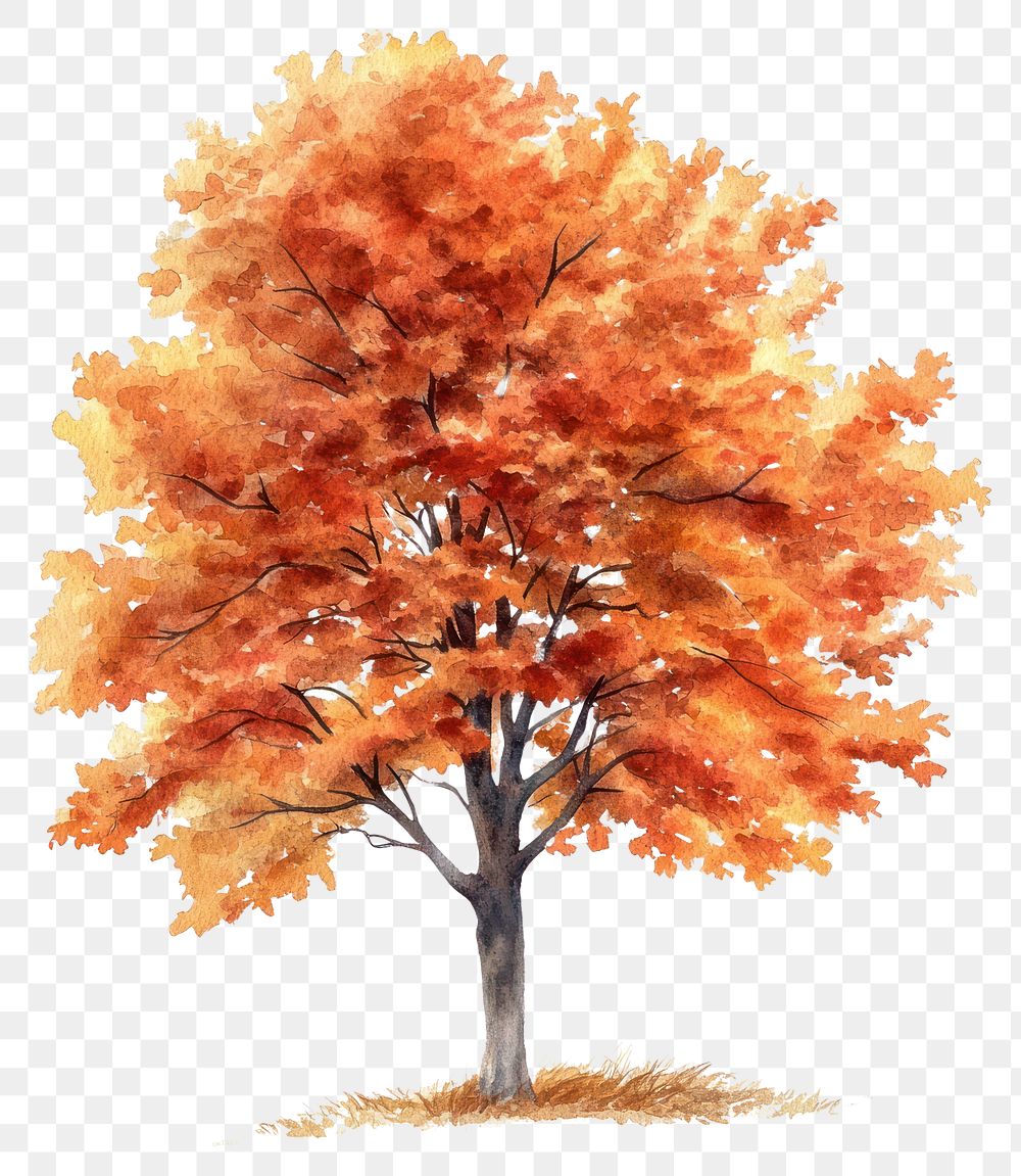 PNG Orange beech autumn tree | Free PNG - rawpixel