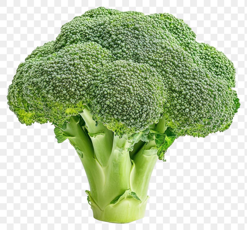 PNG Real brocoli vegetable broccoli | Free PNG - rawpixel
