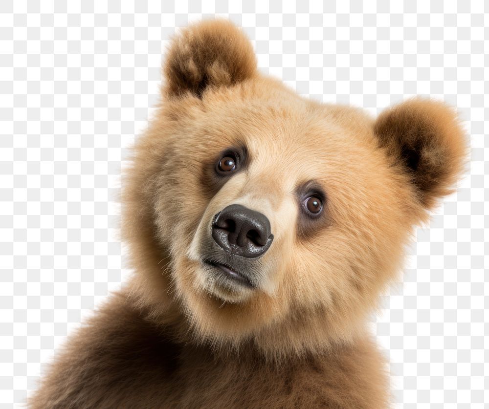 PNG Bear looking confused wildlife | Free PNG - rawpixel