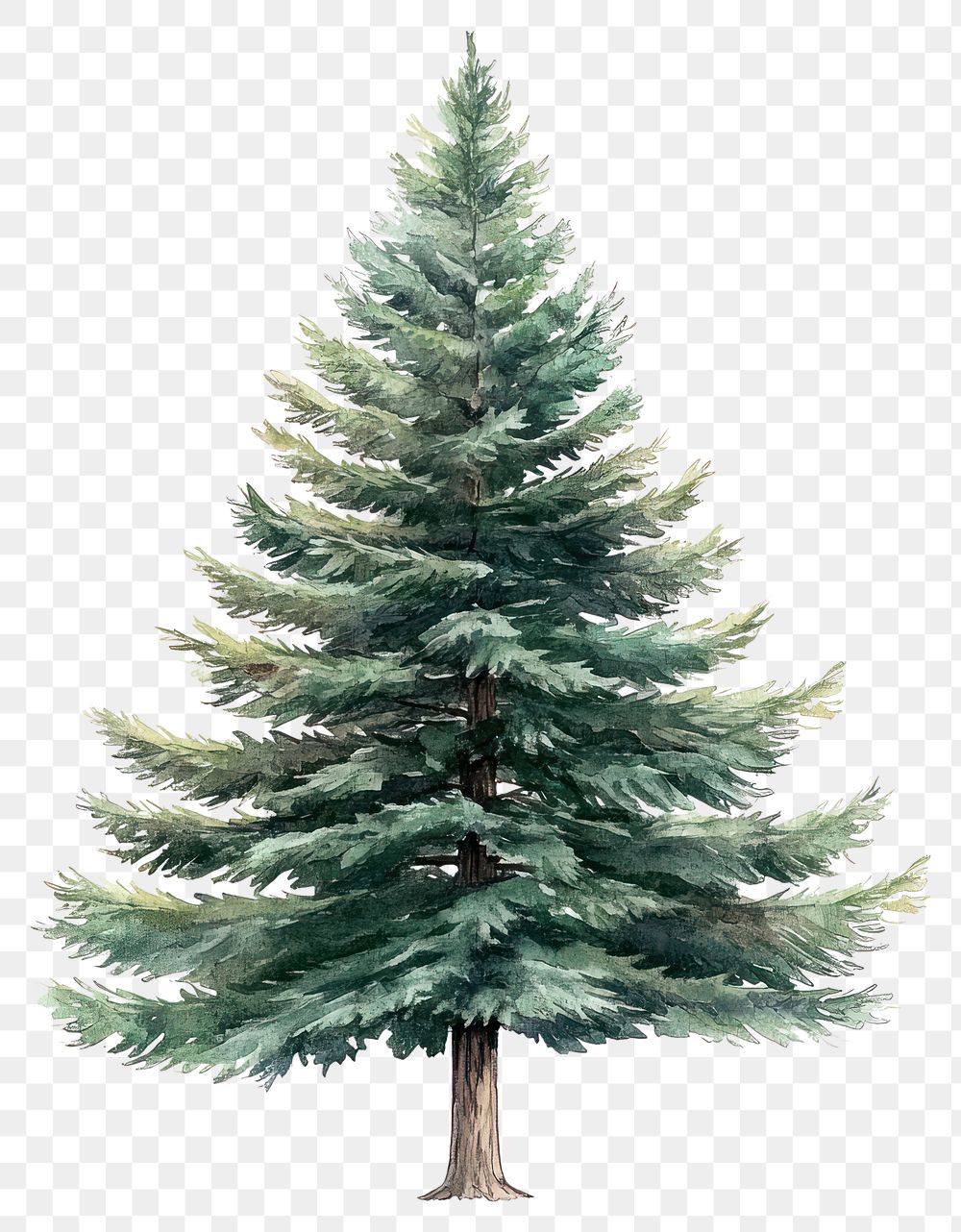 PNG Dark green pine tree | Free PNG - rawpixel