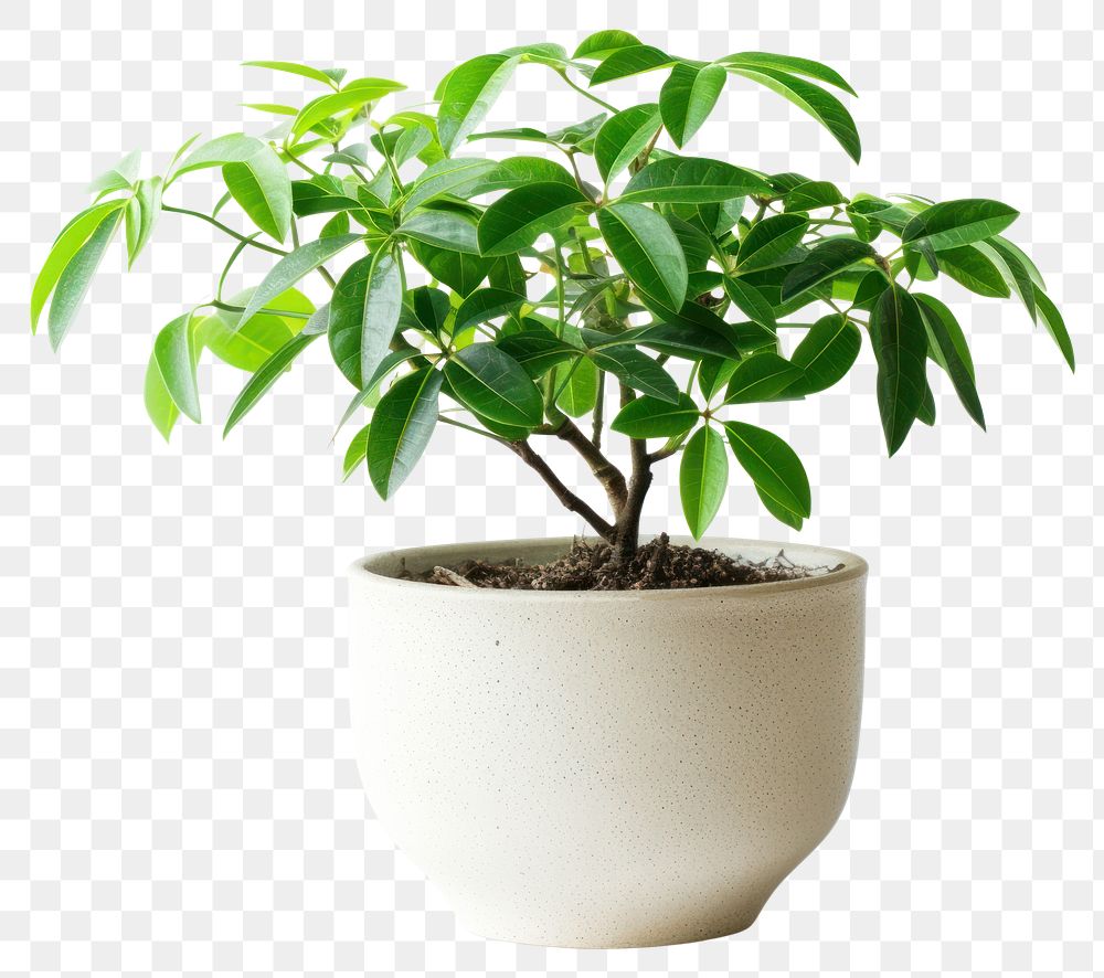PNG Schefflera plant bonsai leaf. | Free PNG - rawpixel