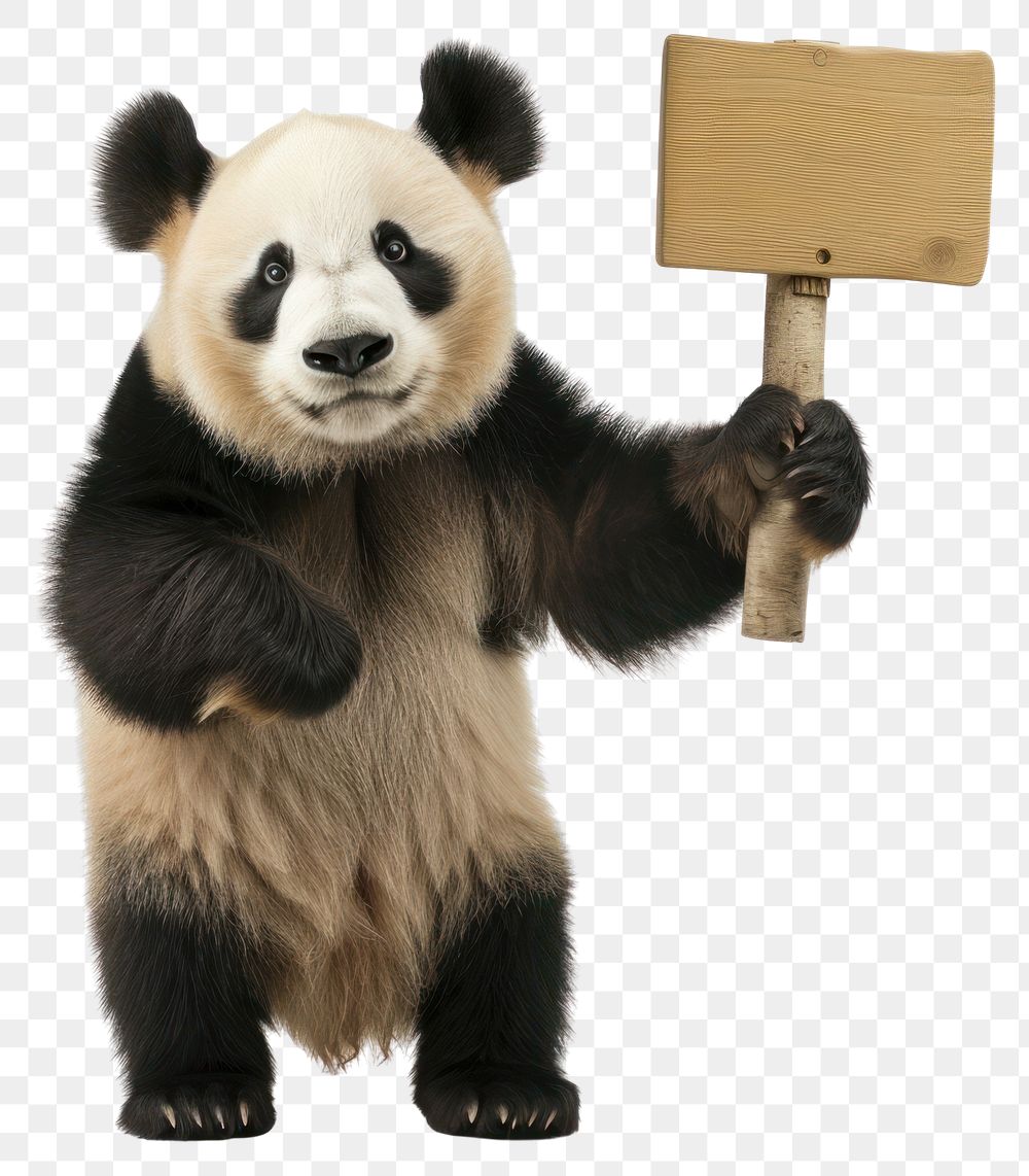 PNG Panda holding sign animal | Free PNG - rawpixel
