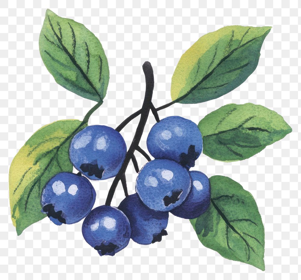 PNG Blueberry berries illustration leaves. | Free PNG - rawpixel