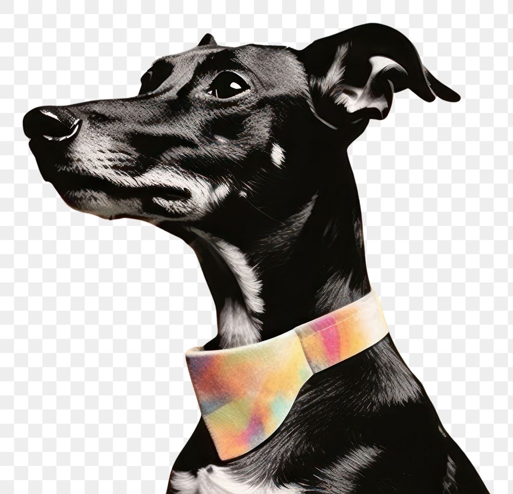 PNG Collage Retro dreamy Greyhound | Premium PNG - rawpixel