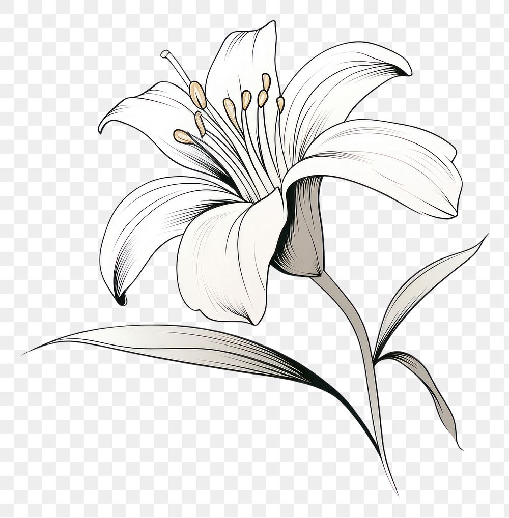 PNG Line art lily drawing | Free PNG - rawpixel