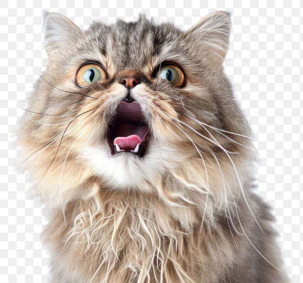PNG Cat act like shocking | Premium PNG - rawpixel