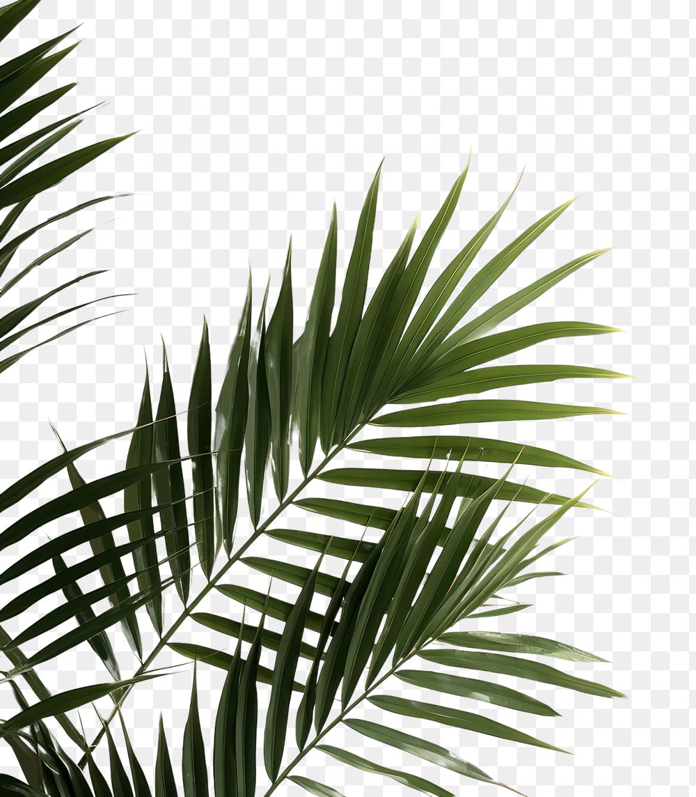 PNG Tropical leaves backgrounds nature | Premium PNG - rawpixel