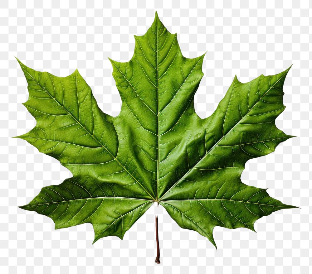 PNG Leaf leaf maple plant | Free PNG - rawpixel