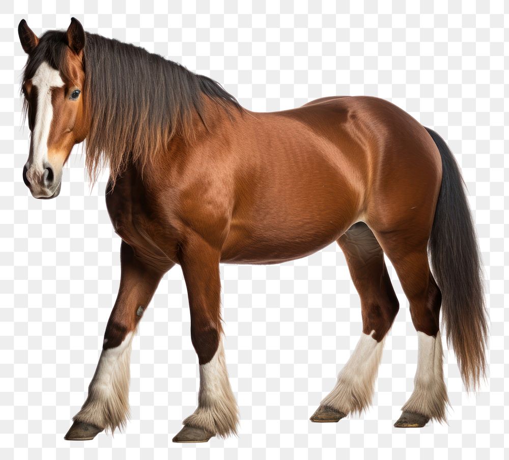 PNG Colorado Ranger horse stallion | Premium PNG - rawpixel