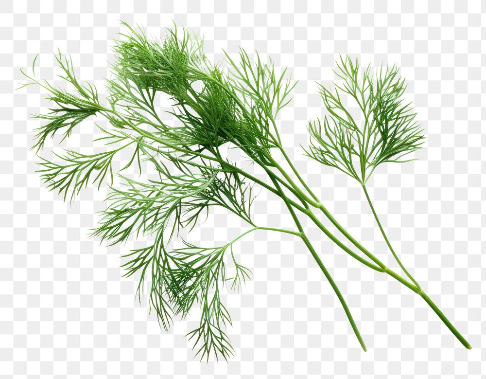 PNG Dill plant food white | Premium PNG - rawpixel