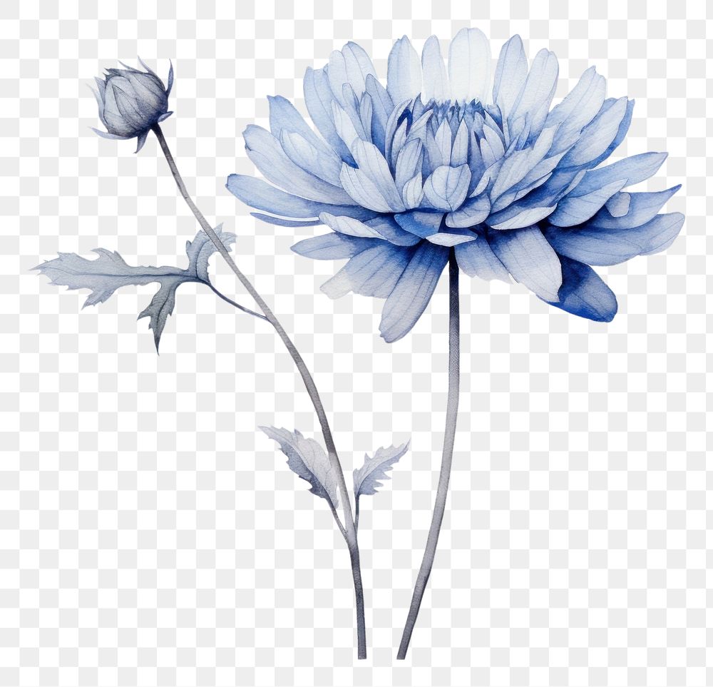 PNG Blue flower drawing sketch | Premium PNG - rawpixel