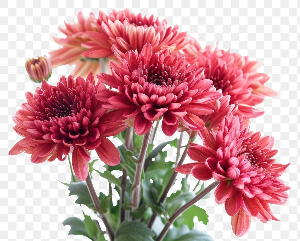 PNG Chrysanthemum flowers vase chrysanths | Free PNG - rawpixel