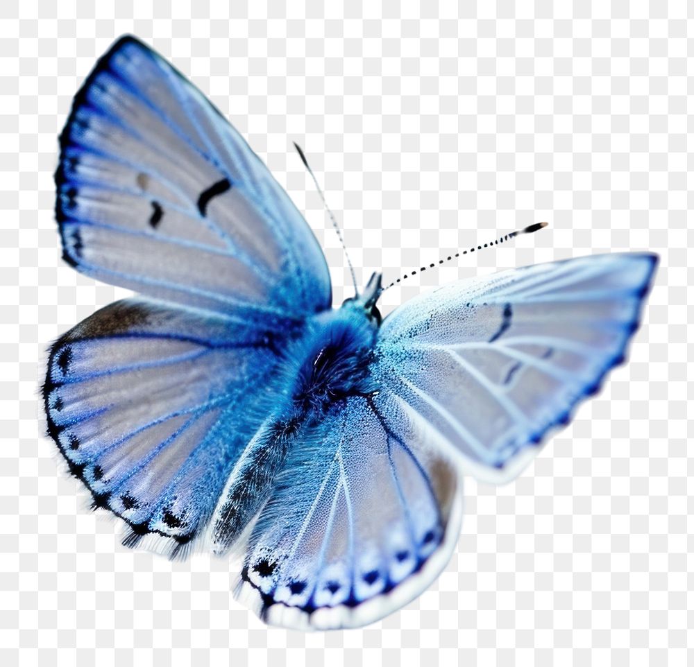 PNG Spring azure butterfly animal | Premium PNG - rawpixel