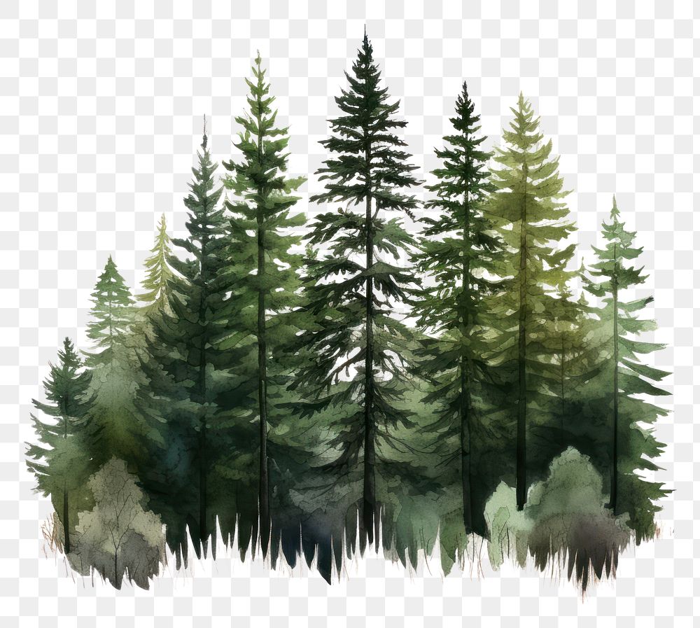 PNG Different spruce green trees | Premium PNG - rawpixel