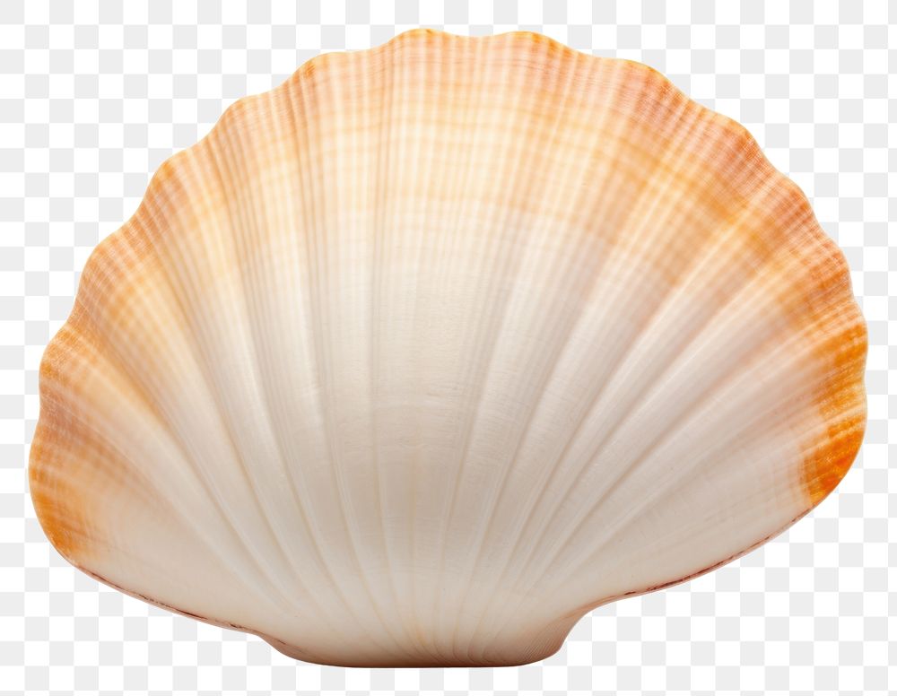 PNG Ocean shell clam white | Premium PNG - rawpixel
