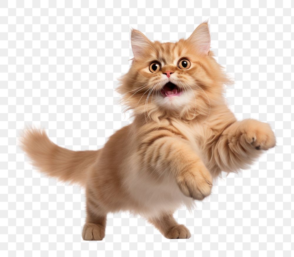 PNG Smiling cat jumping mammal | Premium PNG - rawpixel
