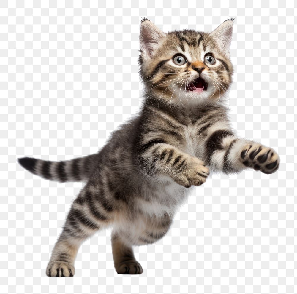 PNG Smiling cat jumping animal | Premium PNG - rawpixel