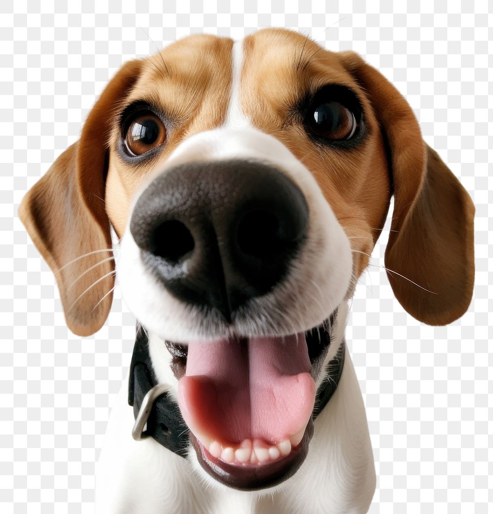 PNG Animal mammal beagle snout. | Premium PNG - rawpixel