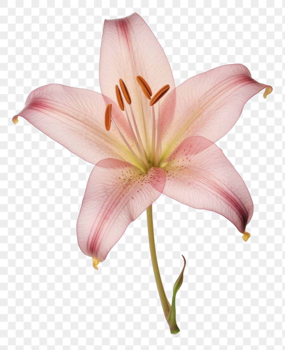 PNG Real Pressed pink lily | Premium PNG - rawpixel