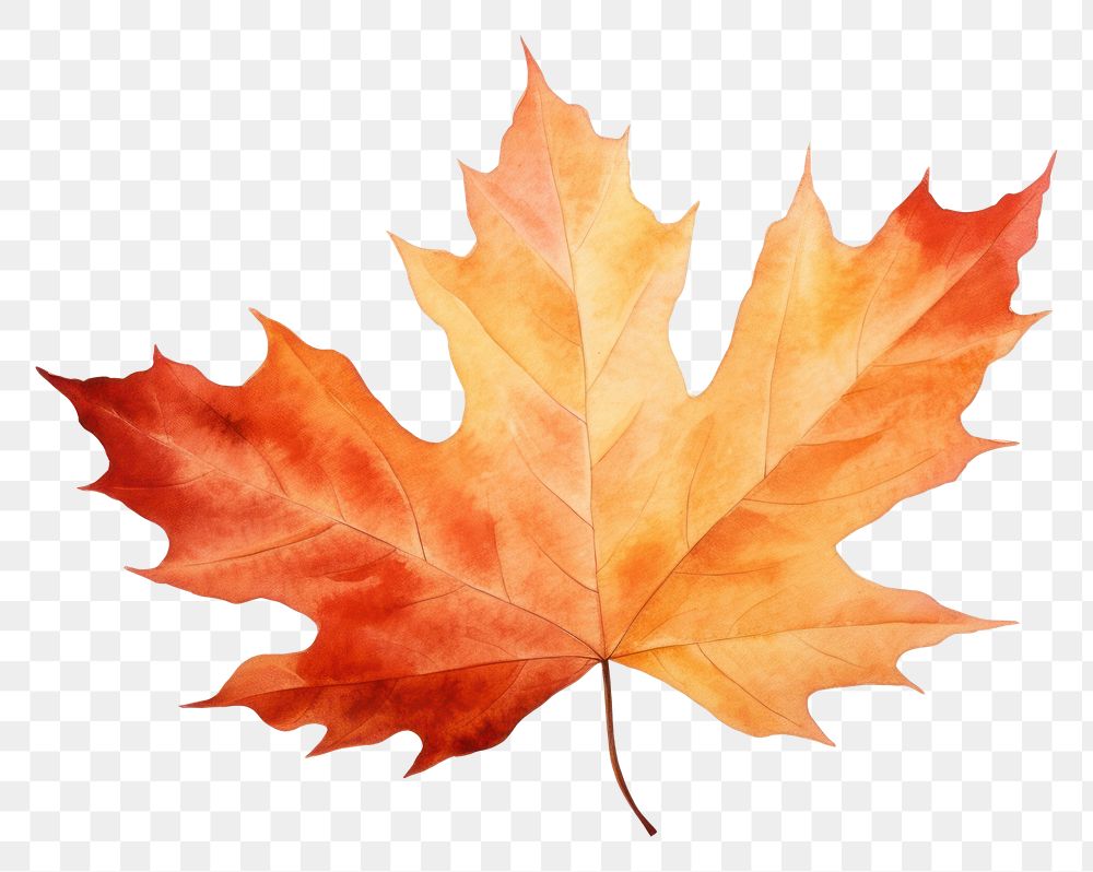 PNG Watercolor fall leaf maple | Premium PNG - rawpixel