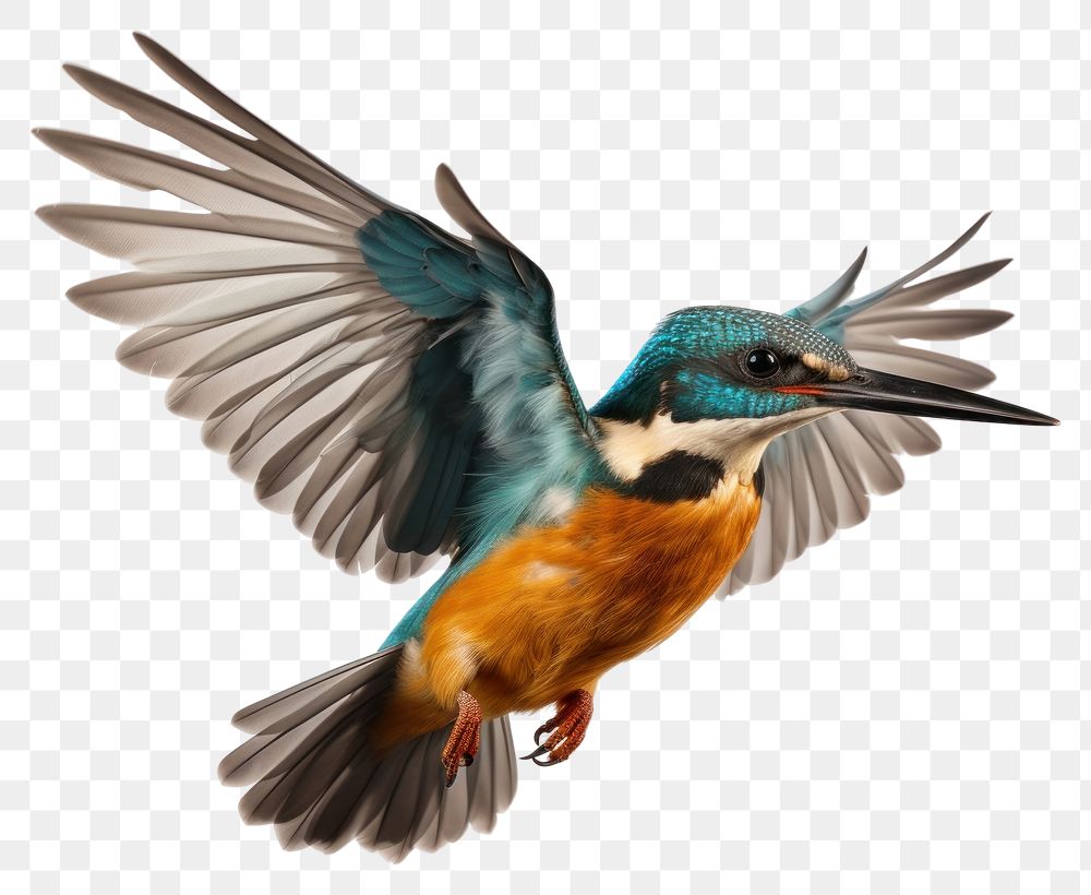 PNG Animal flying bird beak | Free PNG - rawpixel