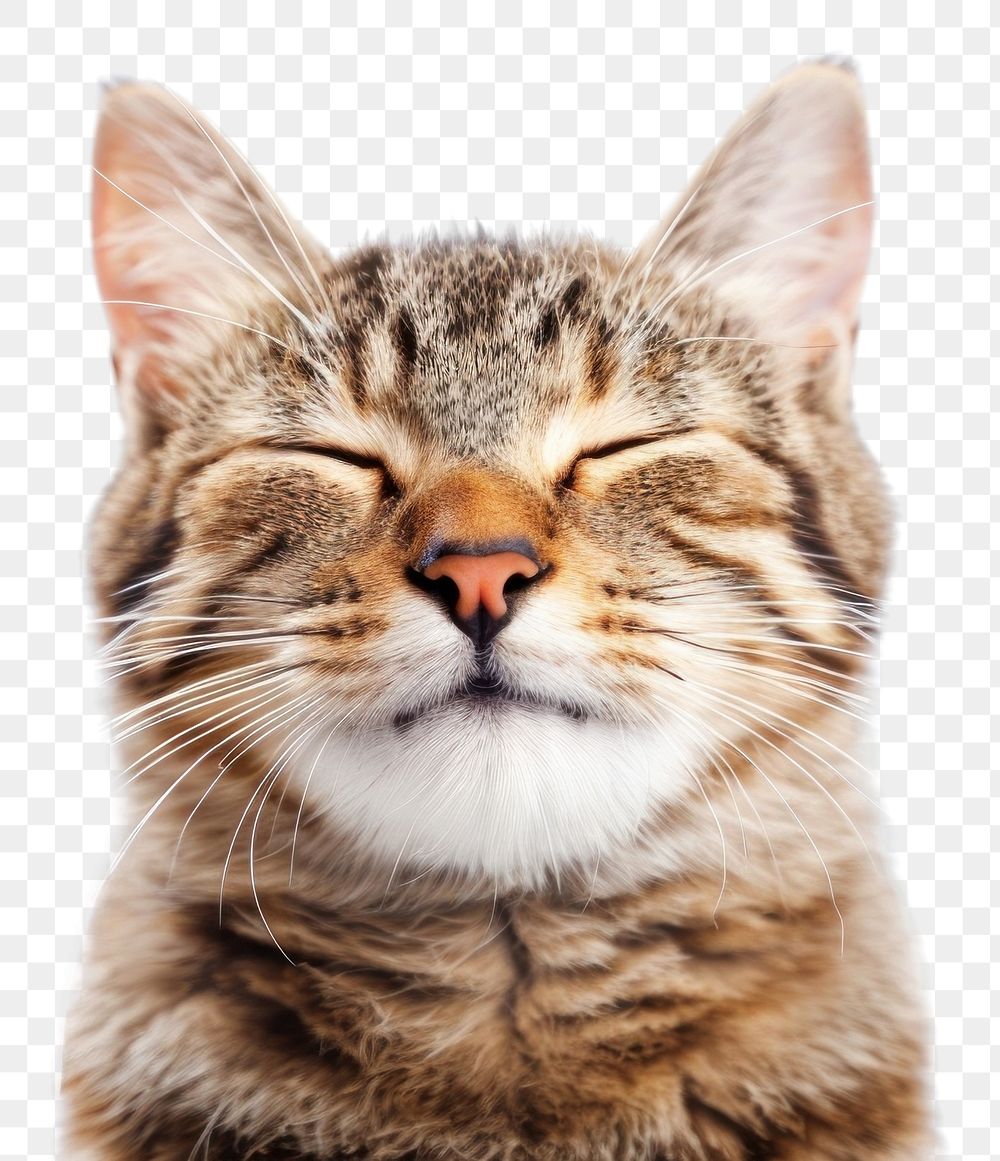 PNG Smiling cat animal mammal | Free PNG - rawpixel