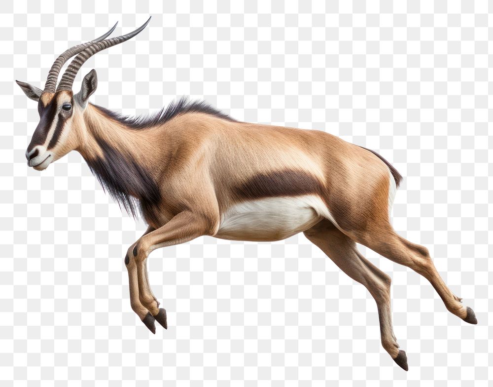 PNG Antelope wildlife animal mammal. | Free PNG - rawpixel