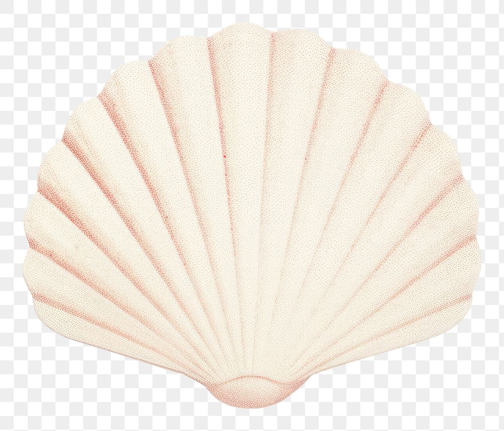 PNG Seashell white background invertebrate | Free PNG - rawpixel