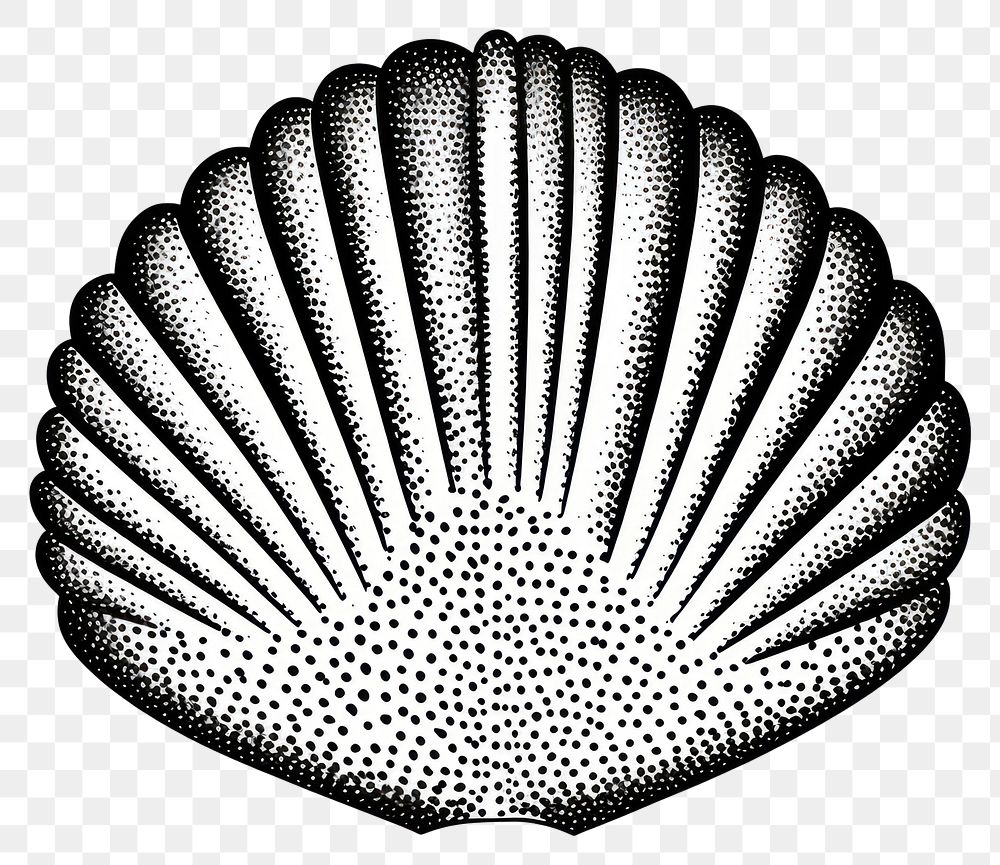 PNG Invertebrate seashell seafood animal. | Premium PNG - rawpixel