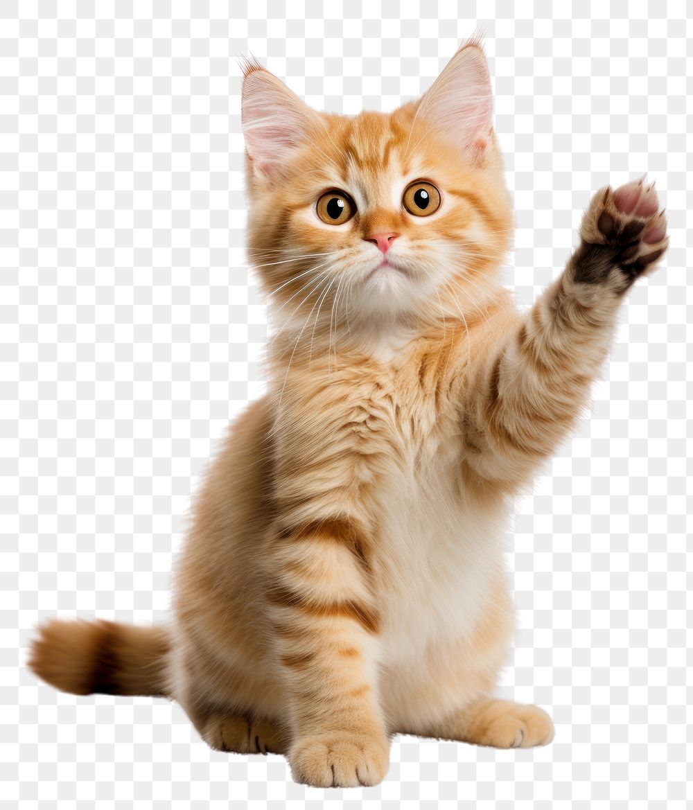 PNG cute cat waving mammal | Premium PNG - rawpixel