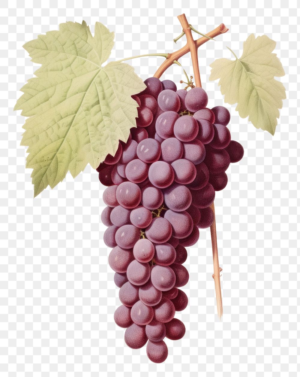 PNG Grape grapes sketch fruit. | Free PNG - rawpixel