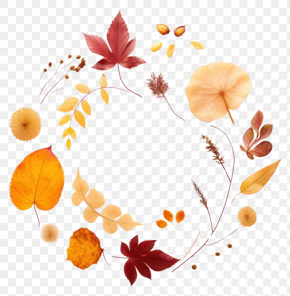 PNG Real pressed autumn leaves | Free PNG - rawpixel