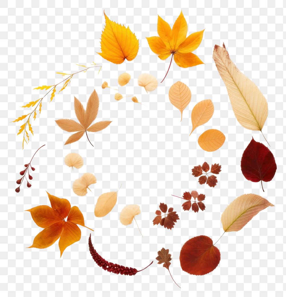 PNG Real pressed autumn leaves | Premium PNG - rawpixel