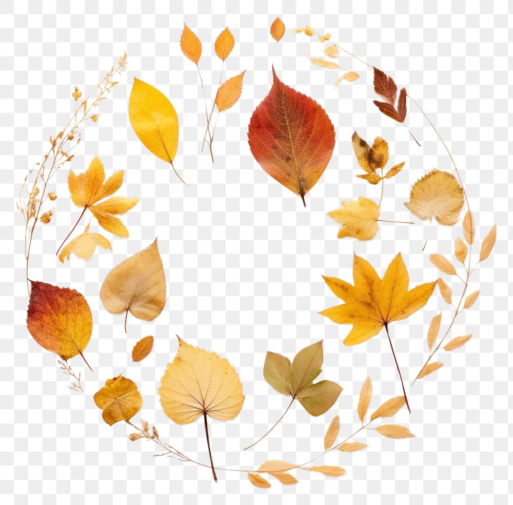 PNG Real pressed autumn leaves | Premium PNG - rawpixel