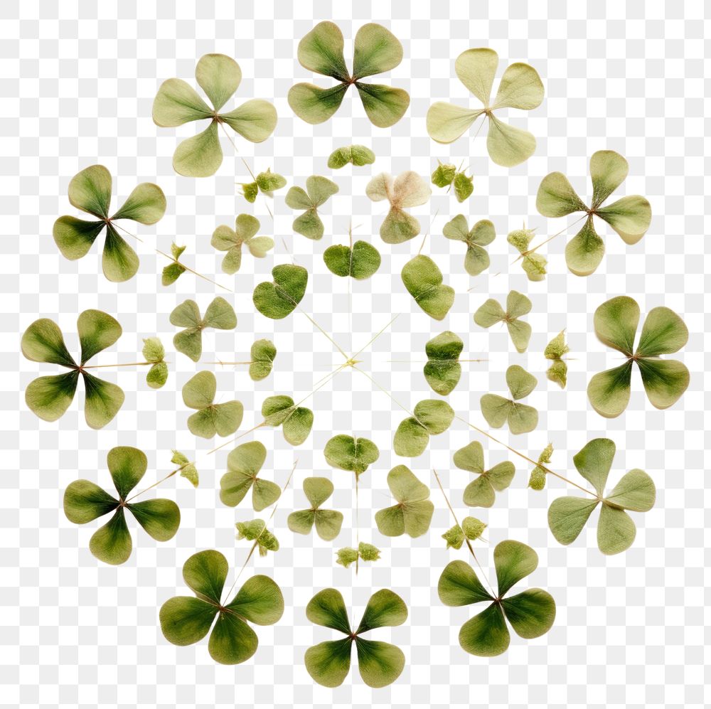 PNG Real pressed shamrock leaves | Premium PNG - rawpixel