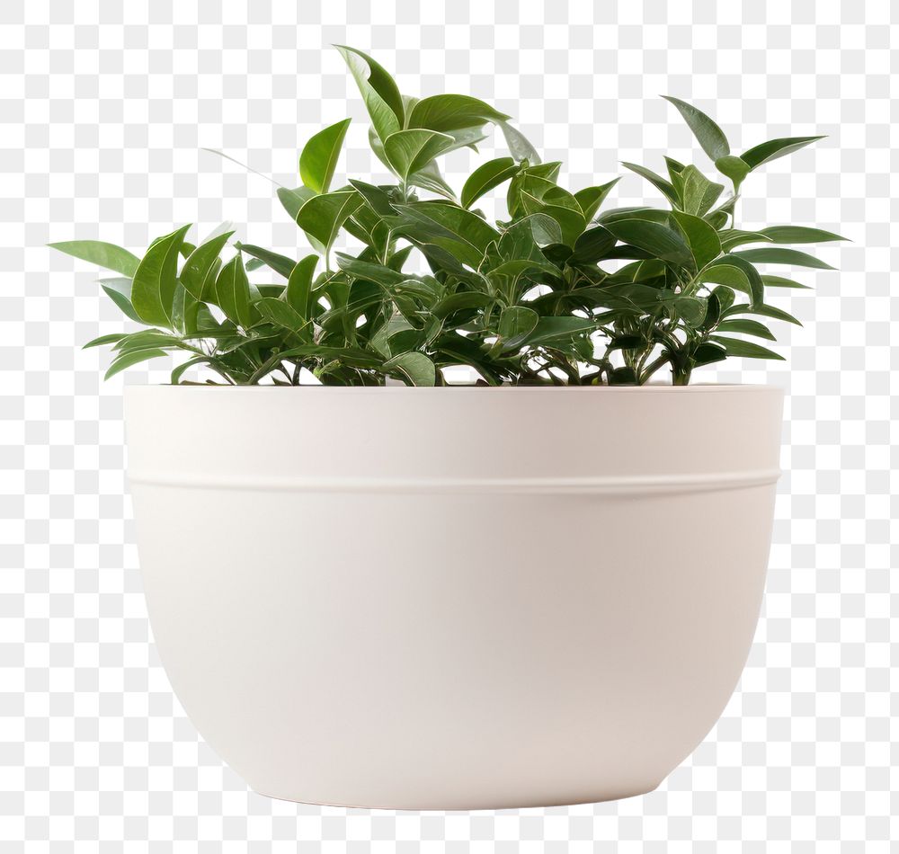 PNG Pottery off-white planter pottery | Free PNG - rawpixel