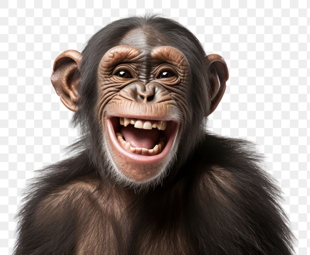 PNG Smiling chimpanzee wildlife mammal | Premium PNG - rawpixel