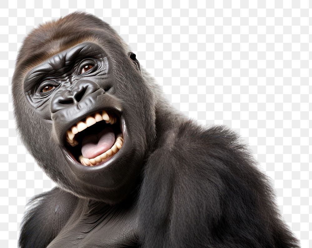 PNG Smiling gorilla wildlife monkey | Premium PNG - rawpixel