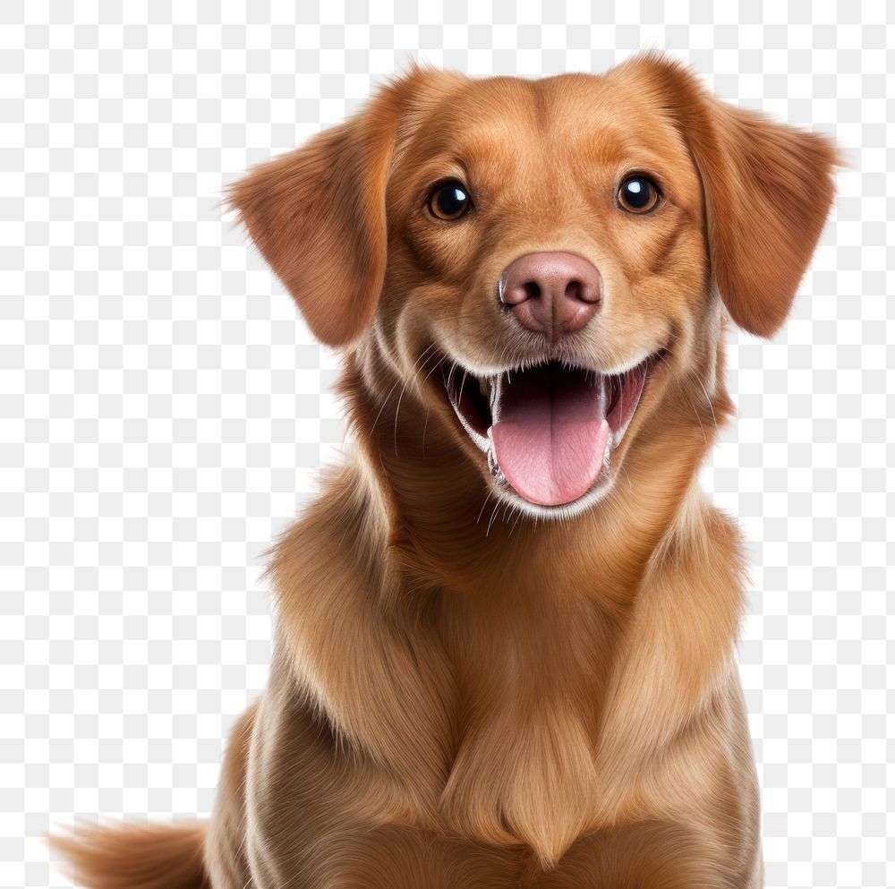 PNG Smiling dog mammal animal | Free PNG - rawpixel
